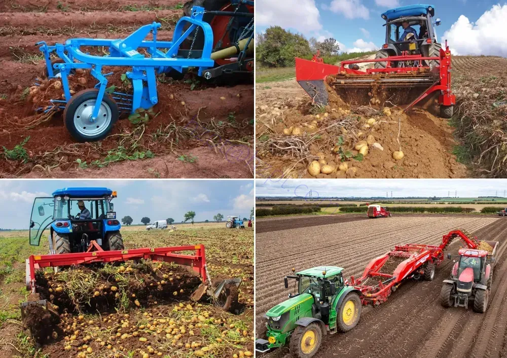 Compact Tractor 3 Point Mounted Potato Harvester for Carrot Harvesting ...