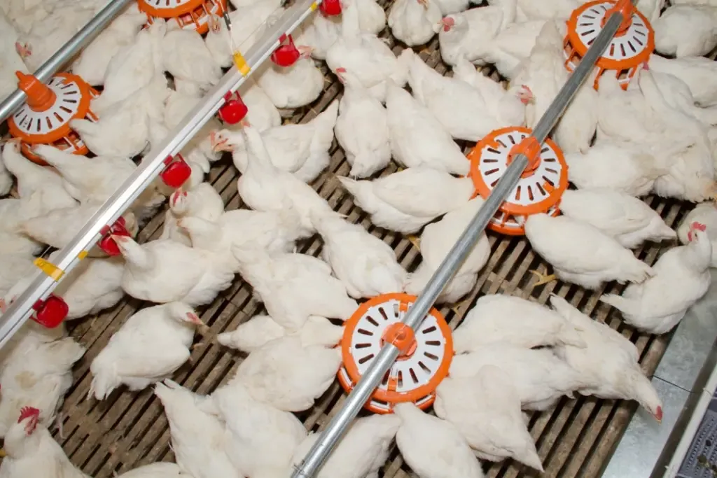 High Torque Poultry Feeder Gearbox for Poultry Nutrition Systems - Blog ...