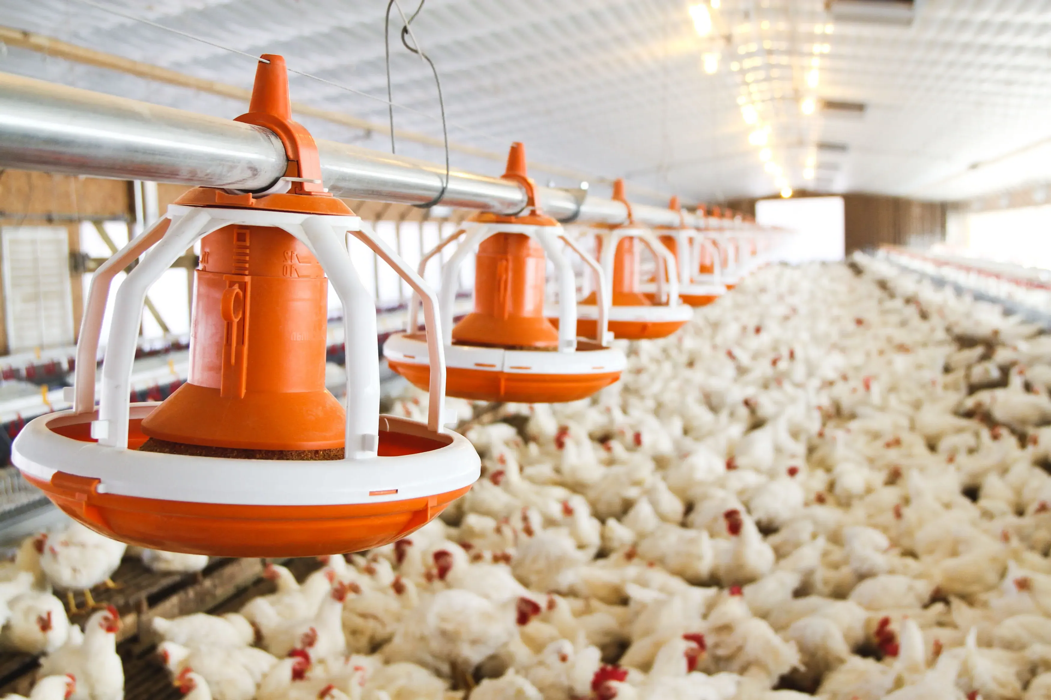 Farm Poultry Feeding Gearbox for Cost-Effective Poultry Farming - Find ...