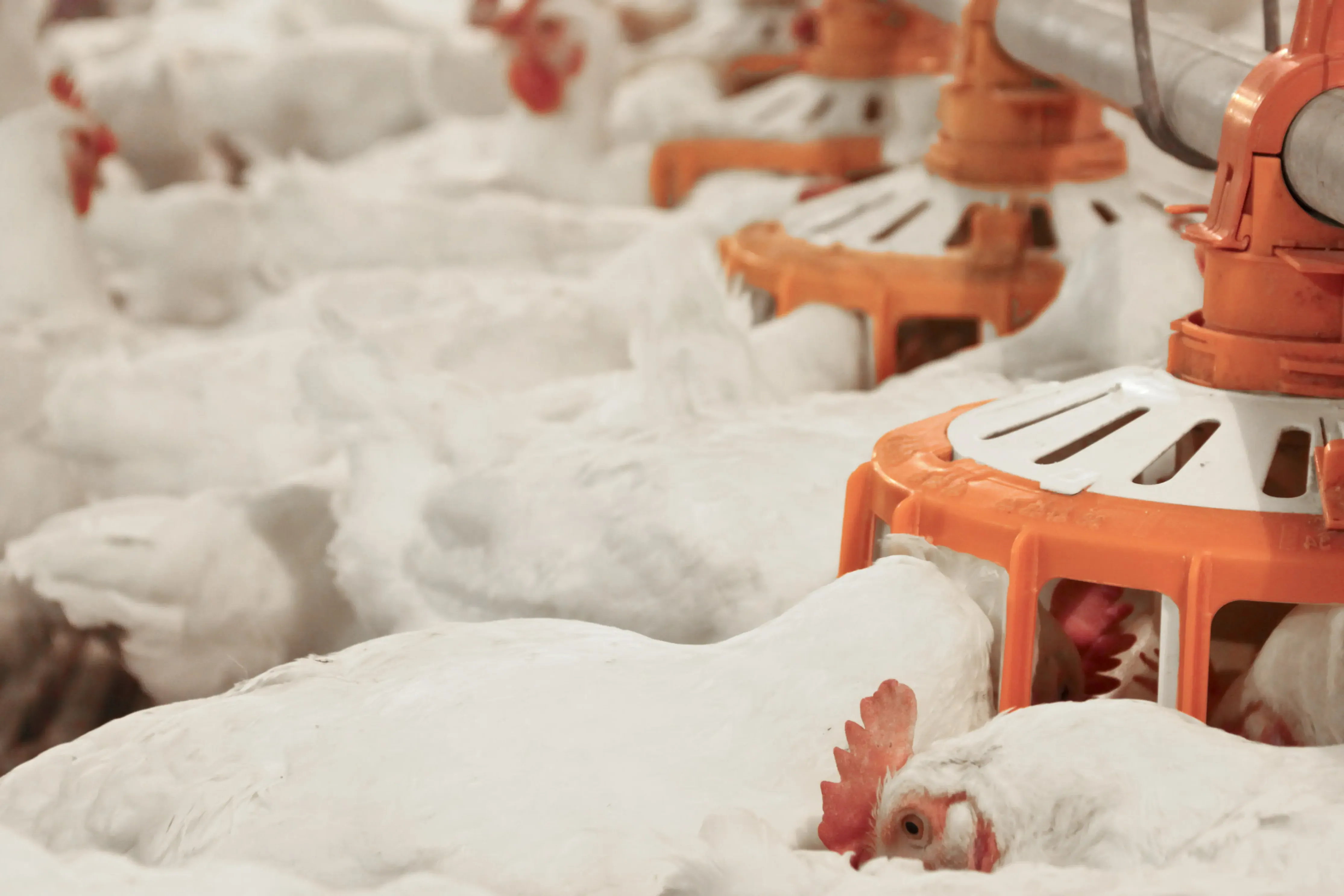 Poultry Feeding Gearbox for Poultry Nutrition Systems - Blog of EVER-POWER