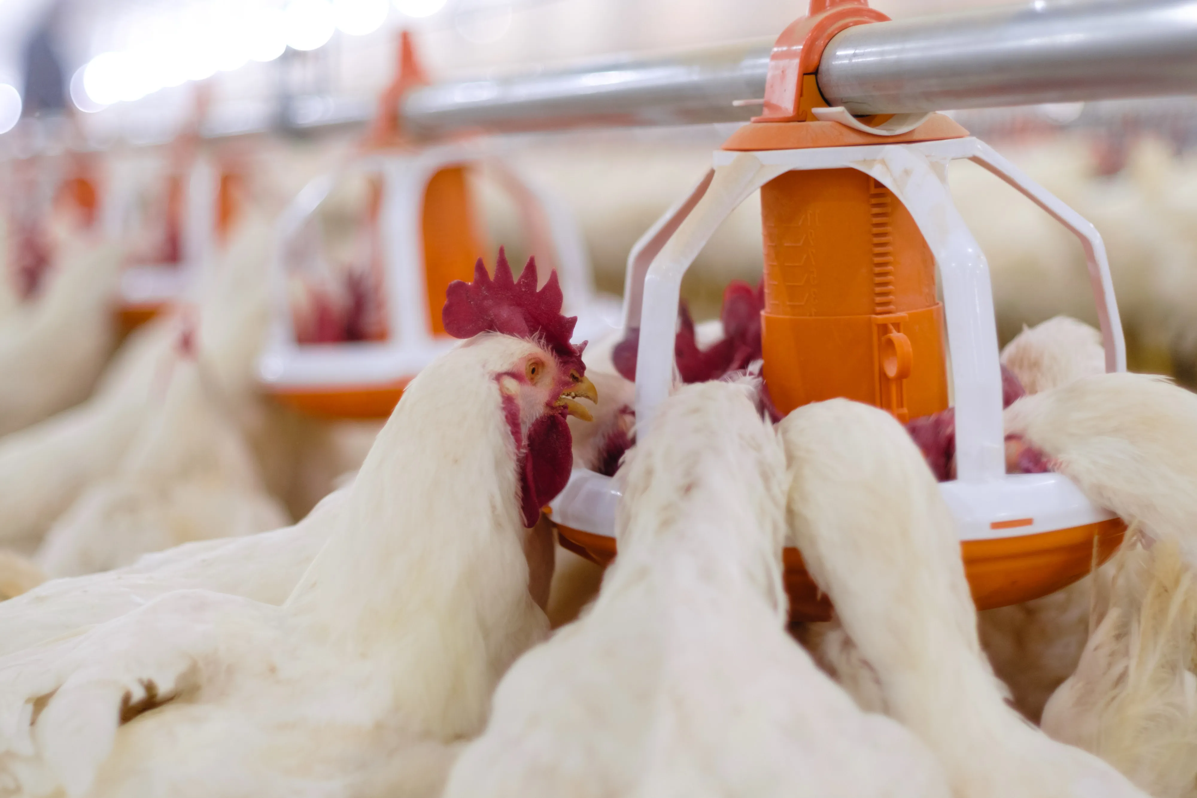 Adapting to Farm Layouts with Farm Poultry Feeding Gearbox - Blog of EVER-POWER